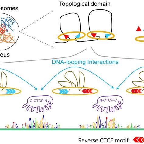 Pdf A Sequence Based Deep Learning Approach To Predict Ctcf Mediated