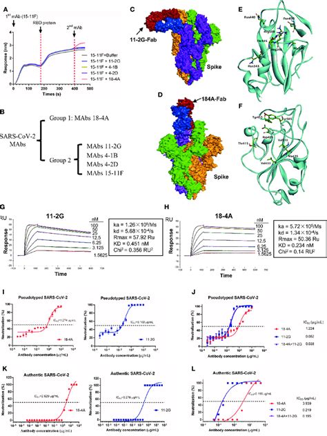 Characterization Of Mabs Against Sar Cov 2 Rbd A Antibody Binding