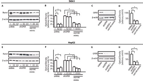 Gper And Mir144 Are Involved In The Down Regulation Of Runx1 Protein