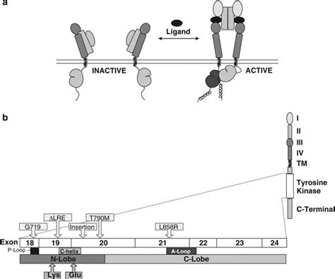 Schematic Of Egfr Tk Activation And Egfr Kinase Domain Mutations A