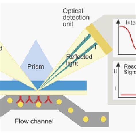 3 The Biacore Optical Biosensor Detection System Based On Surface