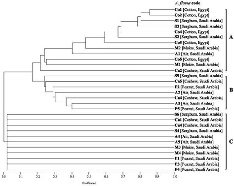 Dendrogram Of 30 A Flavus Isolates From Upgma Based On Agag 4 G