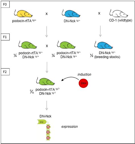 Mouse Breeding And Induction Strategy Dn Nck Founder Mice From Each