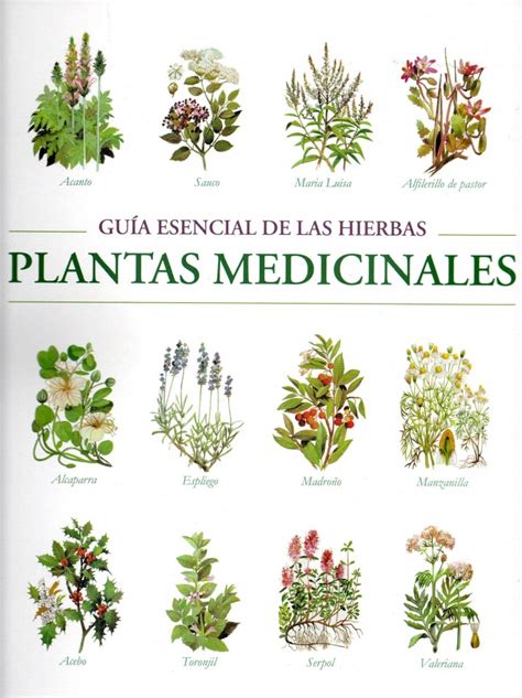Plantas Medicinales Y Para Que Sirven Con Imagenes Plantă Blog