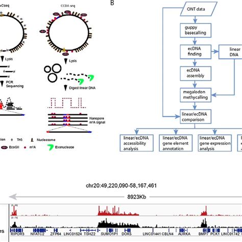 Ecdna And Linear Dna Have The Different Chromatin Accessibility