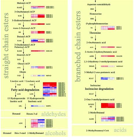 Expression Profiles Of Differentially Expressed Genes Degs Involved