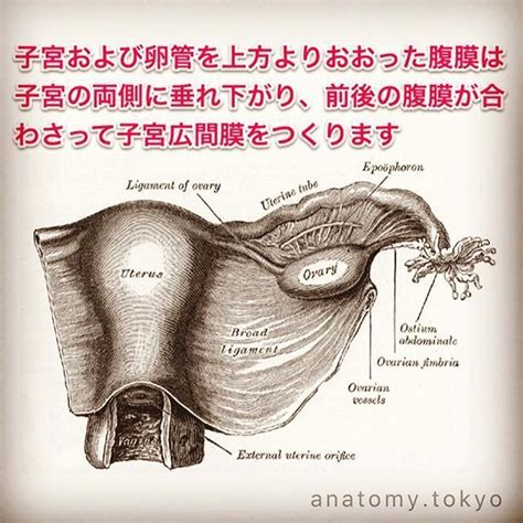 子宮および卵管を上方よりおおった腹膜は子宮の両側に垂れ下がり、前後の腹膜が合わさって をつくる 解答 子宮広間膜 子宮および卵管を