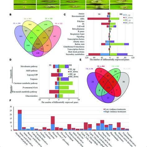 Overview Of Significantly Differentially Expressed Genes Degs And