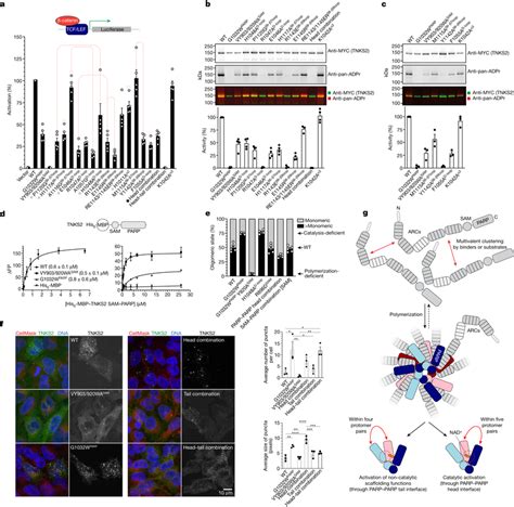 Parp Parp Domain Interactions Control Tankyrase Function A
