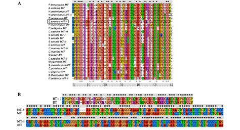 A A Multiple Sequence Alignment Of Mt Isoform Amino Acid Sequences From