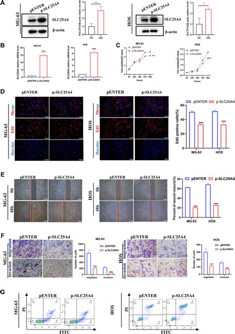 Frontiers Comprehensive Transcriptomic Analysis Identifies Slc25a4 As