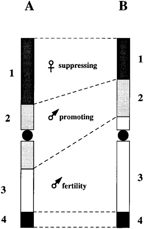 Functional Domains On The Y Chromosome Download Scientific Diagram