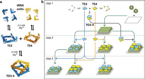 A Rna Self Assembly Through Loop Loop Interactions At 0 2 Mm Mg 2