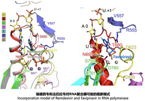 上科大等新冠联合攻关团队科研成果荣登science——解析新冠病毒rna依赖的rna聚合酶三维精细结构