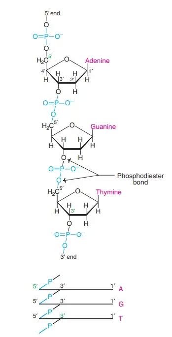 Dna Definition Structure Properties Types Functions Biology