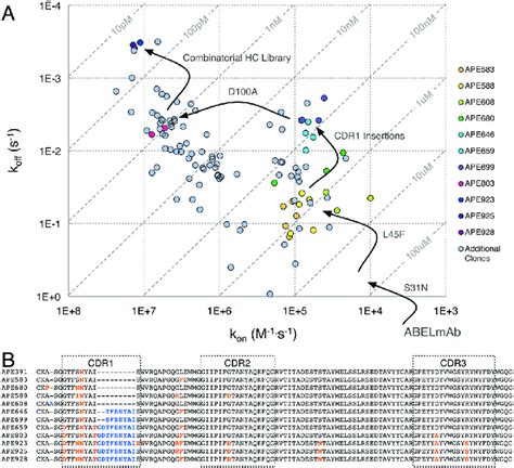 Sequence And Kinetic Analysis Of Affinity Maturation Trajectories A