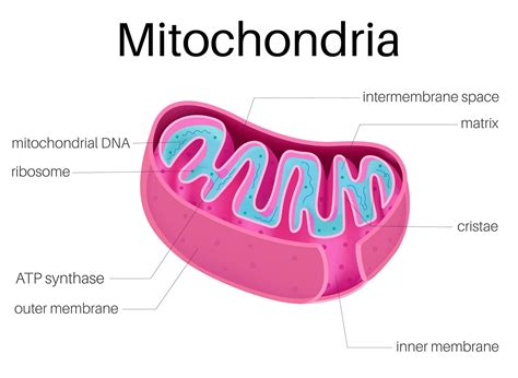 Structure And Function Of Mitochondria Gcse