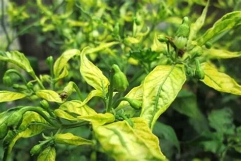 Cara Mencegah Dan Mengatasi Daun Keriting Pada Tanaman Cabai Cegah Dan