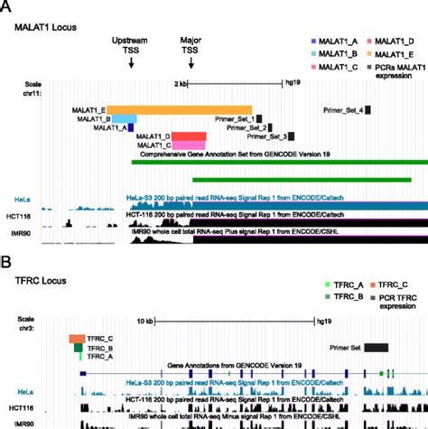 Targeting Promoter Regions Of Genes For Knockout A The Structure Of