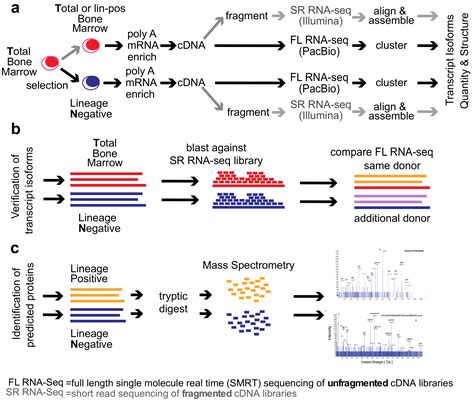Genes Free Full Text Single Molecule Real Time Smrt Full Length