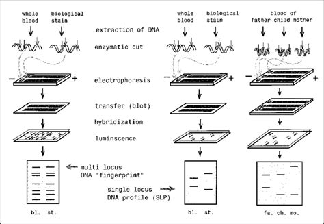 Schematic Representation Of Classical Dna Typing Procedures Left Use