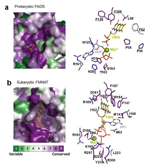 Sequence Conservation At The Fmnat Binding Site In Prokaryotic Fads And