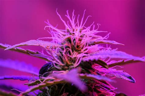 Weed And Sex The Good And The Bad
