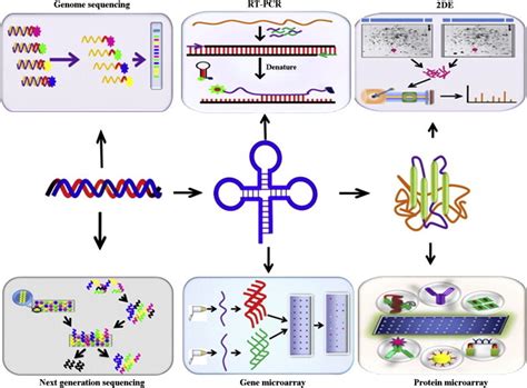 Transition From Genomics To Proteomics Advancements In ‘omic