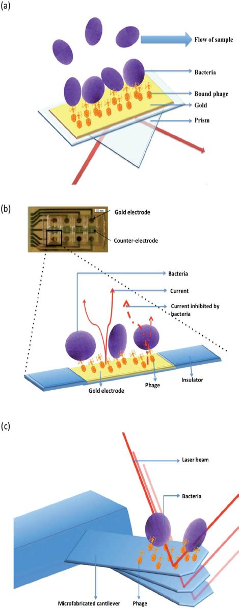 Schematic Representation Of Phage Based Biosensing Techniques For The