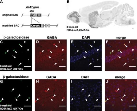 Generation Of Vgat Cre Transgenic Mice A Schematic R Open I