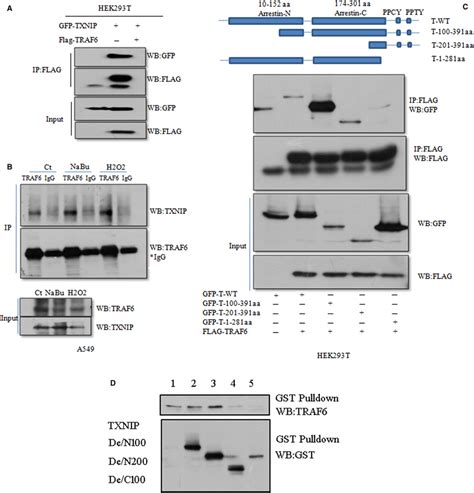 Txnip Interacts With Traf6 Via Ppxy Motif And Nabu Strengthens