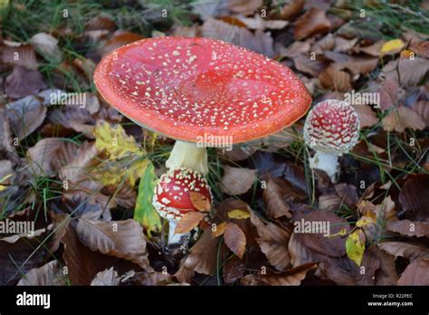 Fly Agaric Amanita Muscaria Mushroom With Its Distinctive Red Cap