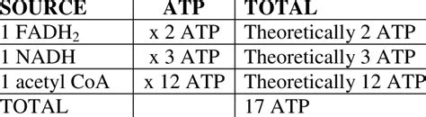 The Number Of Atp Molecules Generated In Beta Oxidation Process Of