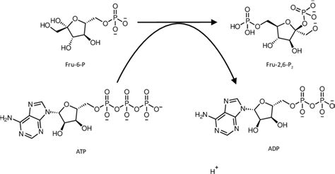 Schematic Representation Of The Reaction Catalyzed By The Pfk 2 Domain