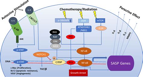 Frontiers Non Cell Autonomous Effects Of The Senescence Associated