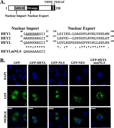 Identification Of Putative Nuclear Localization And Export Sequences In