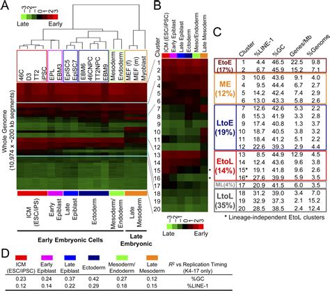 Genome Wide Dynamics Of Replication Timing Revealed By In Vitro Models