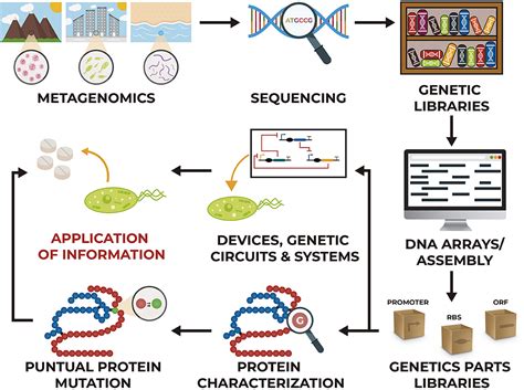 Frontiers Metabolic Engineering And Synthetic Biology Synergies