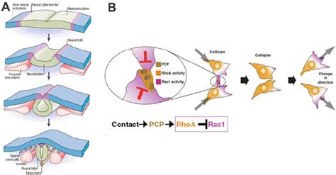 4 Neural Crest Cells Delaminate From The Neural Epithelium And Then
