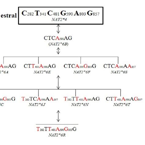Schematic Representation Displaying Mutational Trajectory Leading To