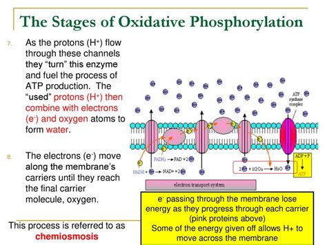 Atp Use Synthesis And Structure Ppt Download