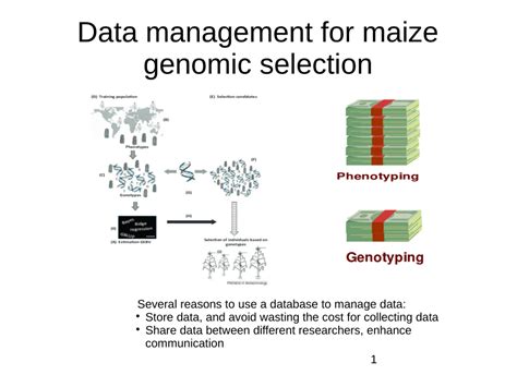 Pdf Data Management For Maize Genomic Selection
