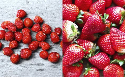 Te Has Estado Comiendo Fresones Cuando Creías Que Eran Fresas Te