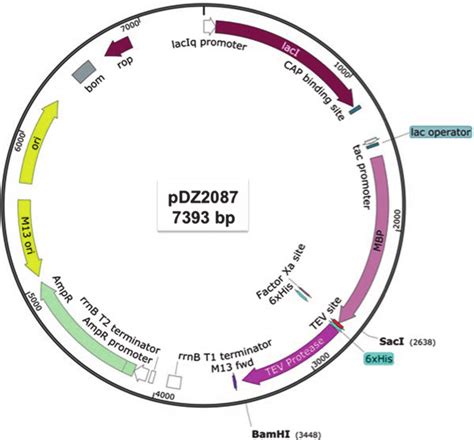 A Schematic Map Of The Modified Tev Protease Expression Vector Pdz2087