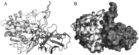 Three Dimensional Binding Poses Of Docking Complex Of The Subtilisin