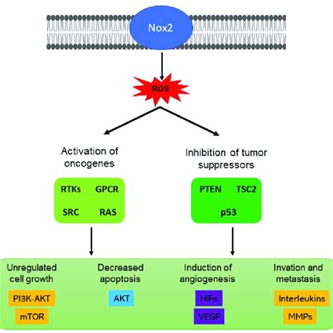 Signaling Pathways Possibly Activated And Inhibited By Nox2 Oncogene