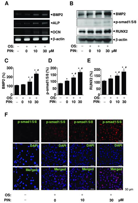 Effect Of Pin On Bmp2 Signaling And Gene Expression During Osteoblast