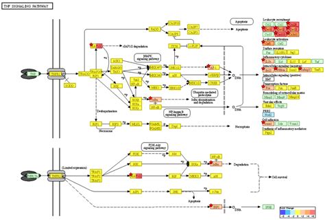 Ijms Free Full Text Transcriptome Analysis Reveals Immunomodulatory