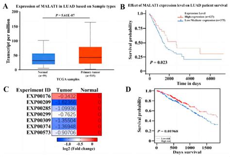 Association Of Long Noncoding Rna Malat1 With The Radiosensitivity Of