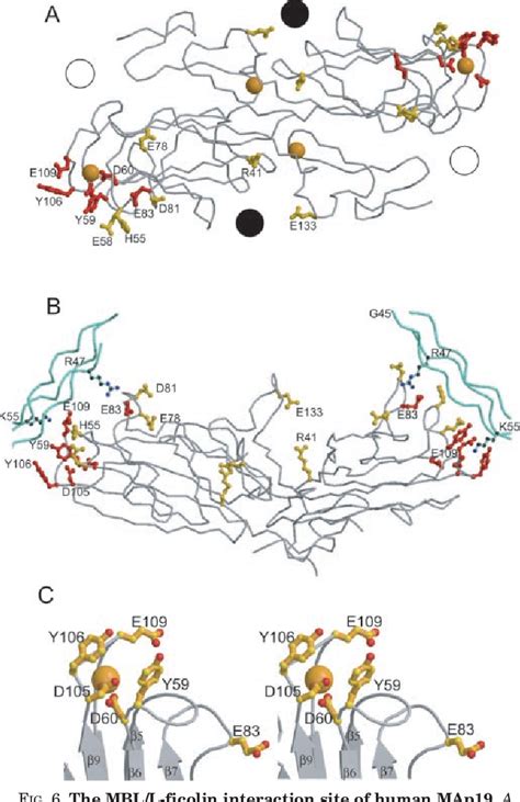 Figure 1 From The X Ray Structure Of Human Mannan Binding Lectin
